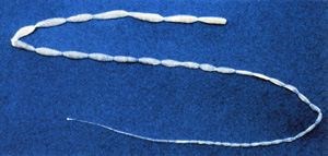 licg.nl - Ontwormen van uw kat