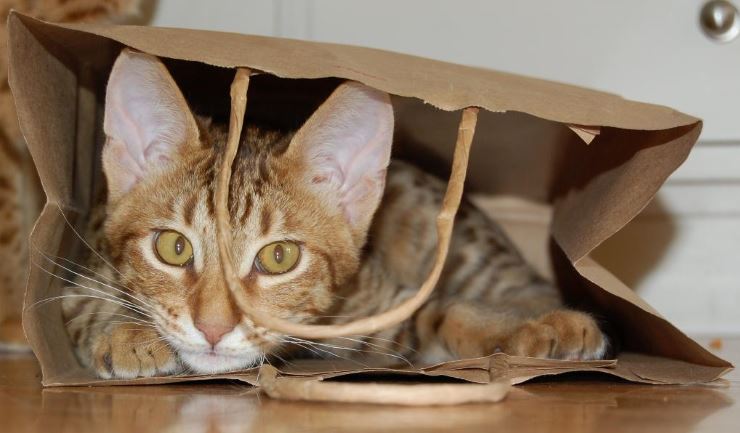 Echt Boze Katten Komt Je Kat Niet Thuis, Dan Is Hij Waarschijnlijk