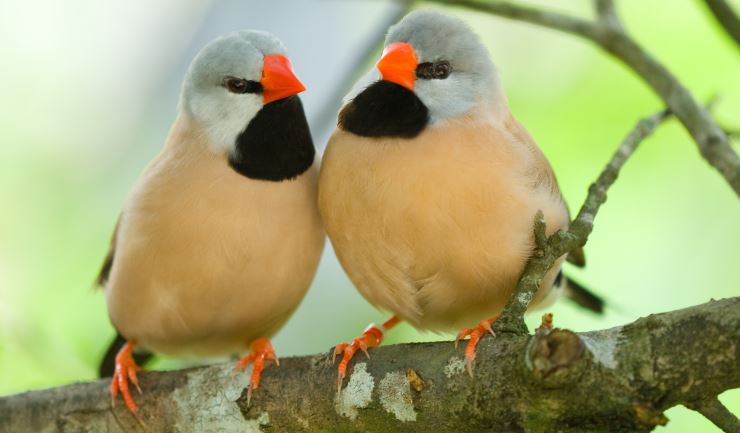 licg.nl - Vogels
